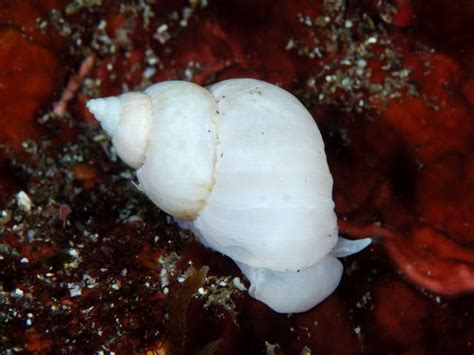リュウキュウイトカケ Izuzuki海の生き物大図鑑 笑