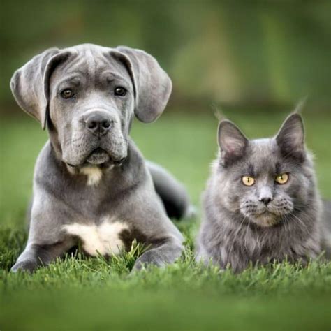 How Much Are Maine Coon Cats Prices In 2022