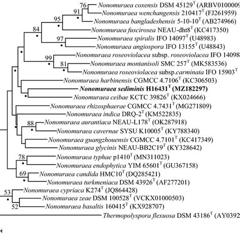 Neighbor Joining Phylogenetic Tree Based On Nearly Complete 16s Rrna
