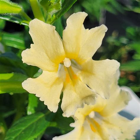 Mimulus Eleanor 1g