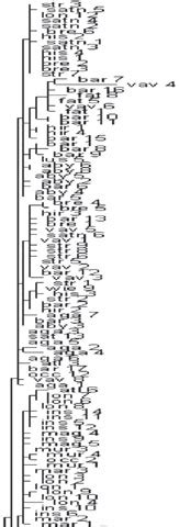 Figure A Maximum Parsimony Tree Based On The Combined Of ITS Download Scientific Diagram