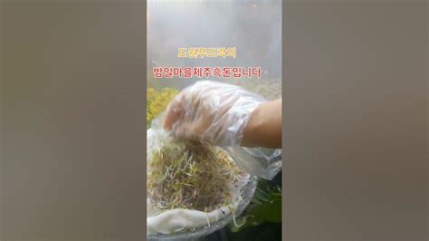 밤일마을제주흑돈자연이 그리운 Youtube