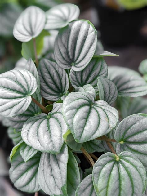 Peperomia Silver Ripple 2 By Brittany Goldwyn Live Creatively