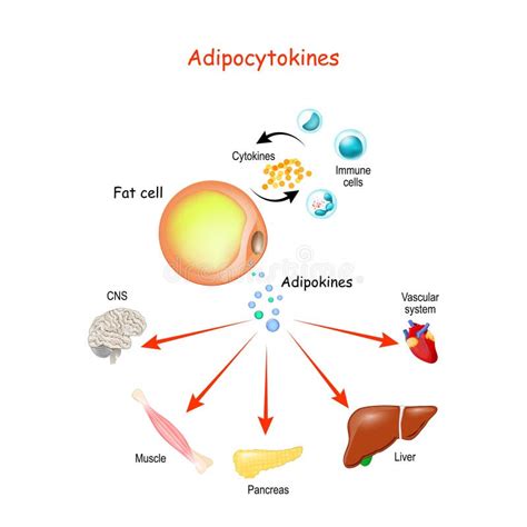 Adipocyte Structure Fat Cell Stock Vector Illustration Of Overweight