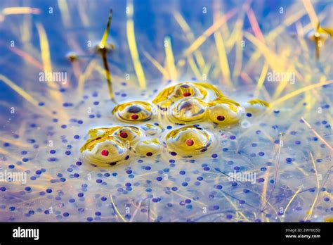 Close Up Of Frog Spawn In A Pond With Some Above The Surface Of The