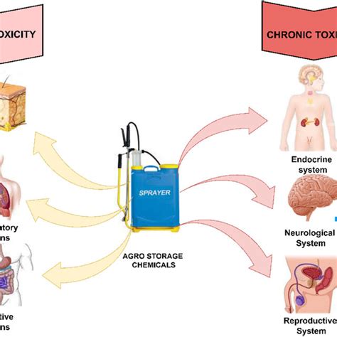 Acute And Chronic Health Effects Of Toxic Chemicals Used For