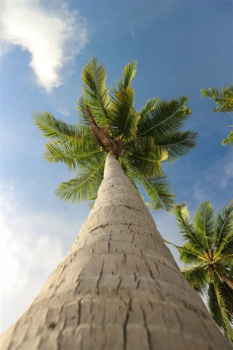 A Tall And Green Coconut Tree View From Bottom Stock Image Image Of Tree Background 269401193