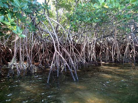 Free Images Tree Water Forest Swamp Branch Plant Flower River