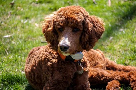Poodle Haircuts Lion