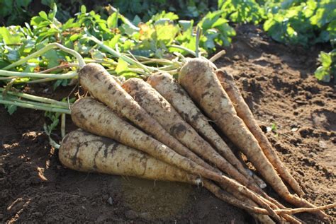 Pearl Extends The Uk Parsnip Season Farmers Guide