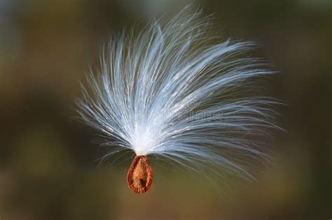 Milkweed Seeds