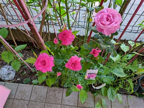 応援弁士 天川由記子blog （アナウンサーand国際政治学者） Blog Of Yukiko Amakawa