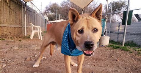 Senior Dog Waited 700 Days In The Shelter — Finally Gets Adopted By