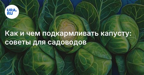Как и чем подкармливать капусту рецепты как приготовить правила подкормки