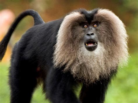 Unique Monkeys At Wildlife Destinations Of India Nativeplanet