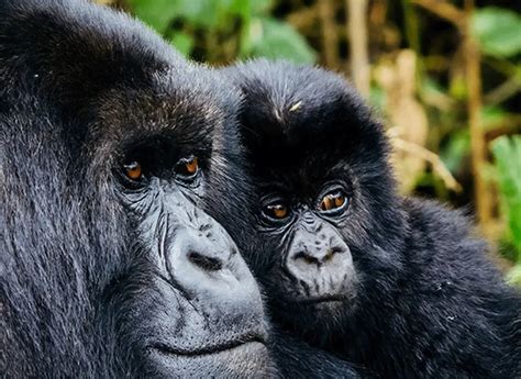 Day Gorilla Chimpanzee Nyiragongo Congo Tour Safari Vacations Travel Services
