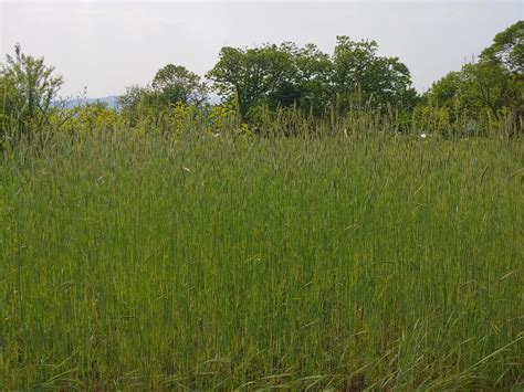 종합재미농장 514 밭벼 심기 느리고 고된일이다 이 작은 실험은 실험이면서 또 시간을 들인 우리의 삶이다 한참 내려다본 땅 쭈끄리고 있어 생긴 통증 등허리