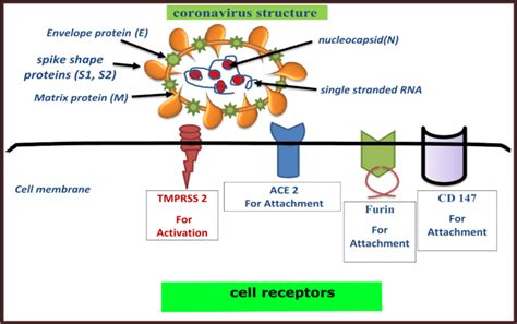 Showing Fictional Form For Coronavirus Sars Cov 2 And Its Structures