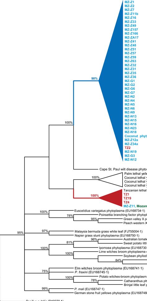 dendrogram constructed by the maximum likelihood method showing the