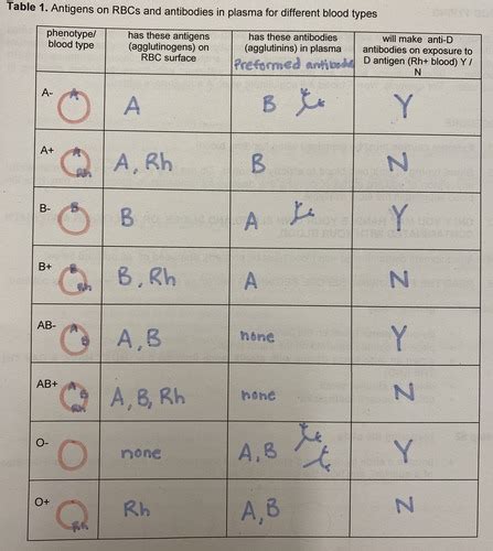 BIOL Lab LYMPHATIC SYSTEM Flashcards Quizlet