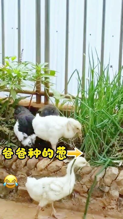 还记得大王的新朋友小鸭子们吗？每天吃吃喝喝的小鸭子长大了，还会偷吃爸爸种的小葱dawang Dog Pet Furbabies 滇西
