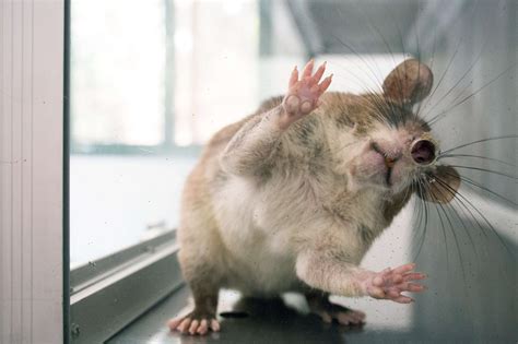 Do Rats Abandon A Sinking Ship These Ones Saved Their Companions