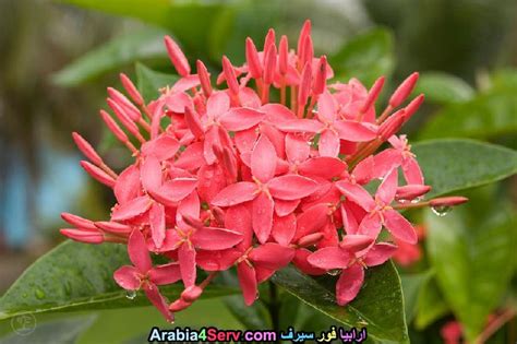 صور غابات و زهور طبيعية