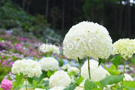アナベル No 26220037｜写真素材なら「写真ac」無料（フリー）ダウンロードok