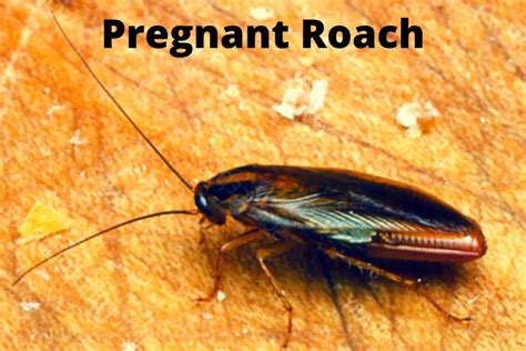 How To Identify Pregnant Roach Apb