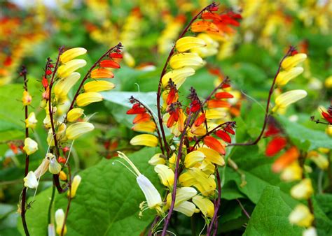 How To Grow A Candy Corn Plant In Your Garden Minneopa Orchards