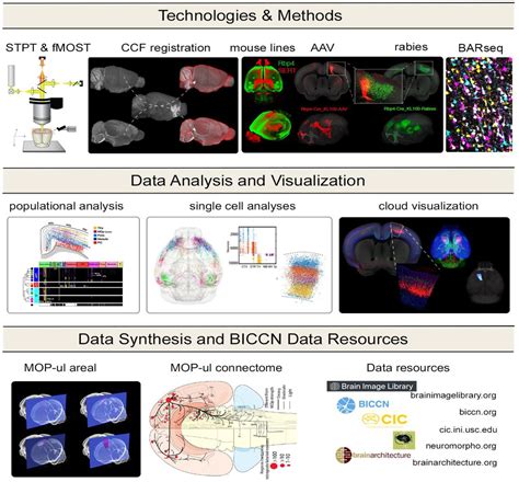 Cellular Anatomy Of The Mouse Primary Motor Cortex Biorxiv