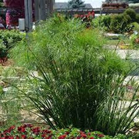 Giant Cyperus Papyrus Tropical Aquatic Marginal Pond 1 Etsy