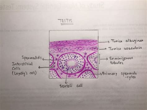 Testis Histology Histology Slides Endocrine System Anatomy And