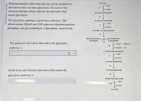 Solved Monosaccharides Other Than Glucose Can Be Modified To