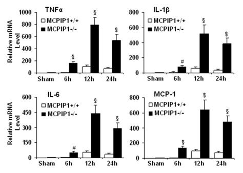 Proinflammatory Cytokine Expression In The Ischemic Brain