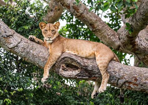 36 Facts About African Lions Panthera Leo Storyteller Travel
