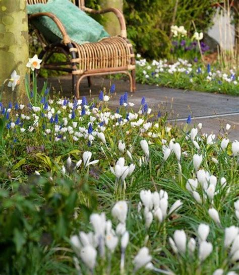 Crocus bulbs Jeanne d'Arc - large purewhite crocus! - Tulip Store