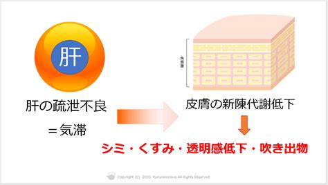 漢方で考える「美肌」 肌は内臓の鏡 横浜 薬膳料理教室 胡桃の庭 「体質改善の薬膳専門教室」