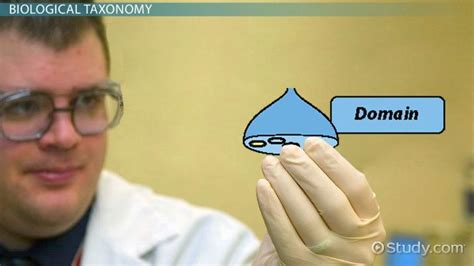 Eukarya Definition Characteristics And Domains Lesson
