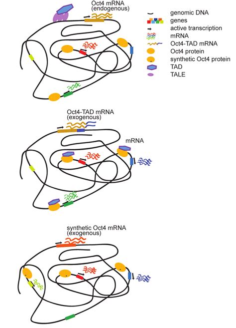 Regulatory Outcome Of Different Categories Of Engineered Reprogramming