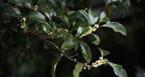 揭秘桂花生长环境及特点桂花的生态适应性和经济价值 养花攻略 花儿网