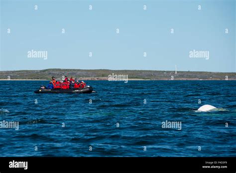 Canada Manitoba Churchill Churchill River Estuary Wild Beluga