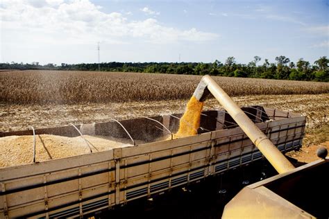 Produção De Milho Segunda Safra Crescerá Mais De 5 Em 2023
