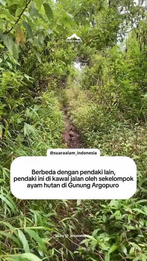 Suara Alam Indonesia 🇮🇩 Gunung Binaia Atau Binaiya Adalah Sebuah