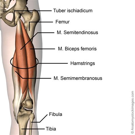 Hip Hamstring Hamstrings Semi Membranosis Biceps Femoris Semitendinosus