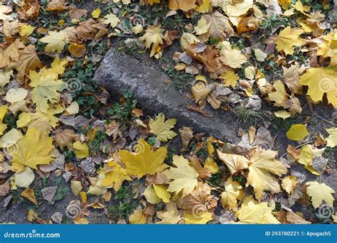 Concrete Slab Covered With Fallen Leaves Of Maple In October Stock