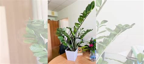 Замиокулькас купить в Красноярске Товары для дома и дачи Авито