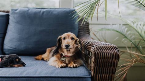 Razze Di Cani Incomprese Quali Sono Gli Esemplari Che Non Vengono Capiti