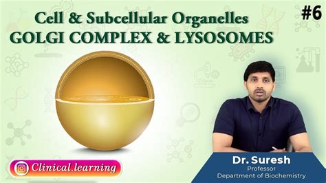 6 Cell And Subcellular Organelles Golgi Complex And Lysosomes Youtube