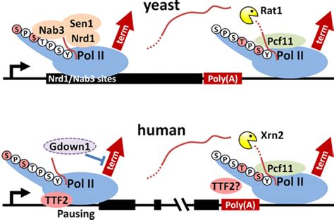 Transcription Elongation